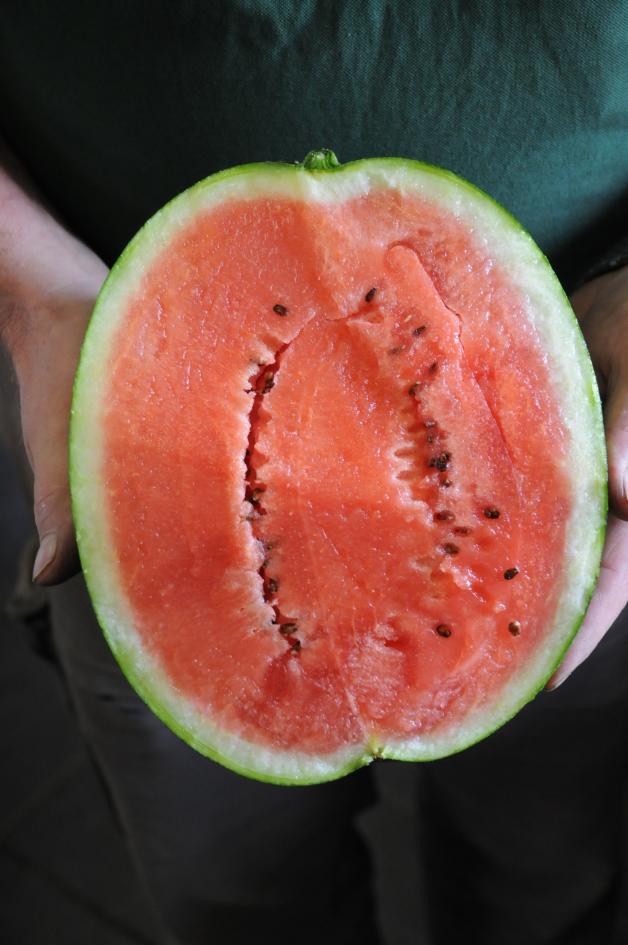 Seltenes Obst: Das wächst auf Meller und Wittlager Feldern