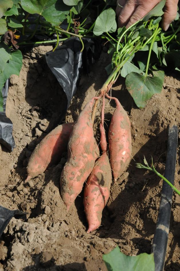 Seltenes Obst: Das wächst auf Meller und Wittlager Feldern