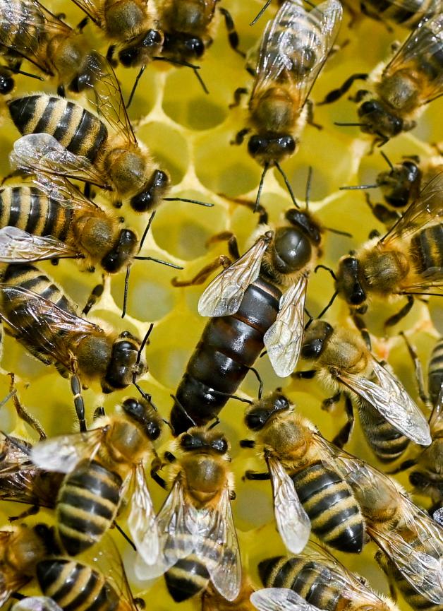 Eine Bienenkönigin wird für die Bienenzucht verschickt