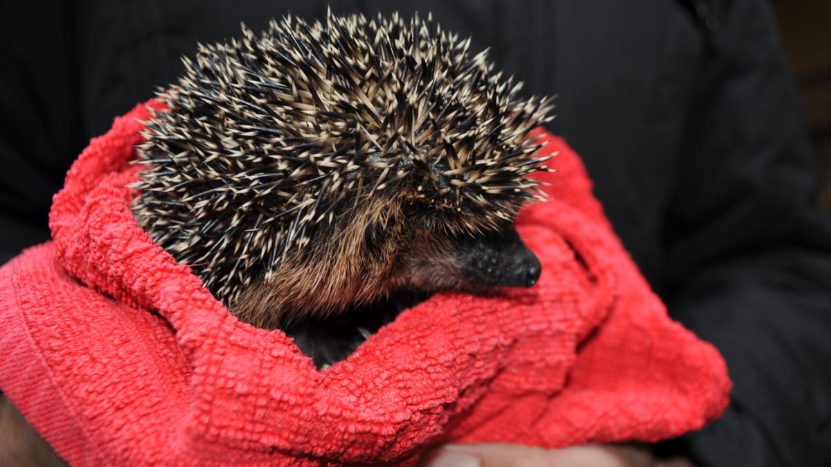 Igelhilfe Föhr: Seit 20 Jahren Unterstützung für die Stacheltiere