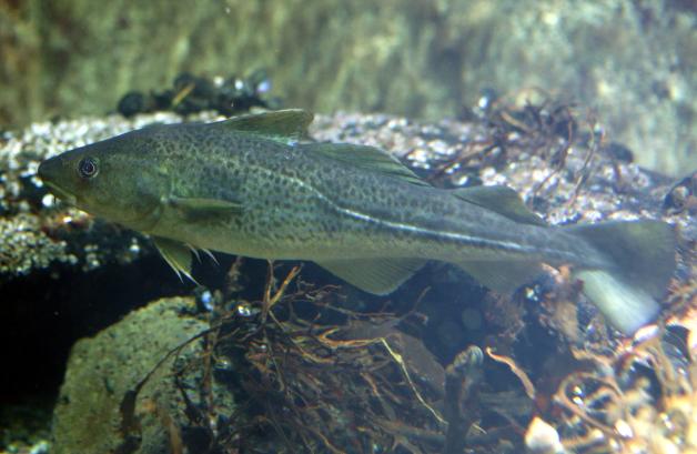 Ostsee am Limit: Unterwegs mit den Dorsch-Forschern