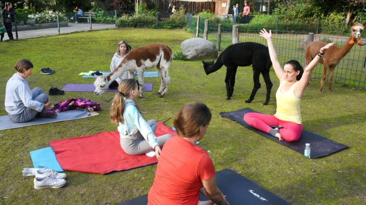 Sport im Tiergarten Delitzsch in Sachsen: Yoga neben Alpakas