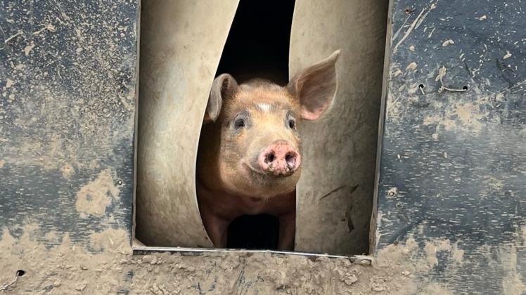 Naturpark Schlei stellt Hof Sandbek und Hof Ahmen in Kappeln vor