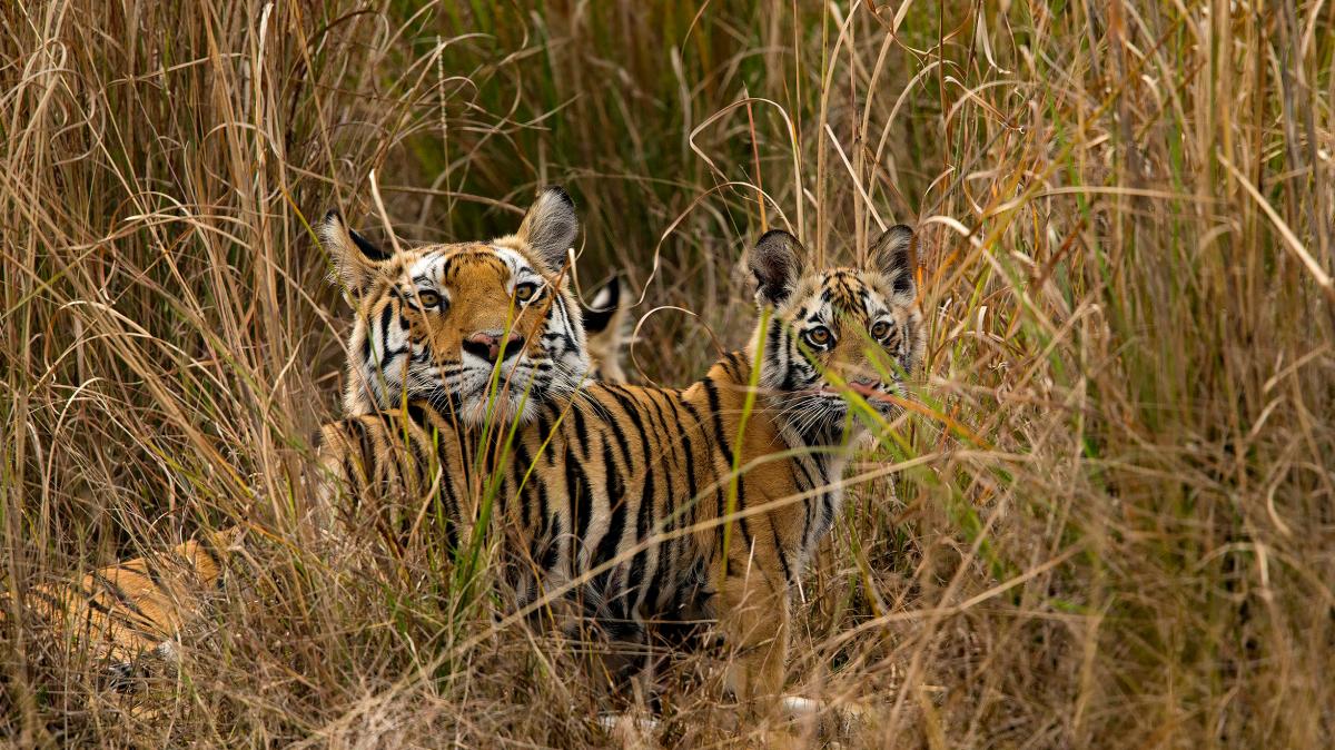 Raubkatzen in freier Wildbahn: Lebensraum für Tiger | SHZ