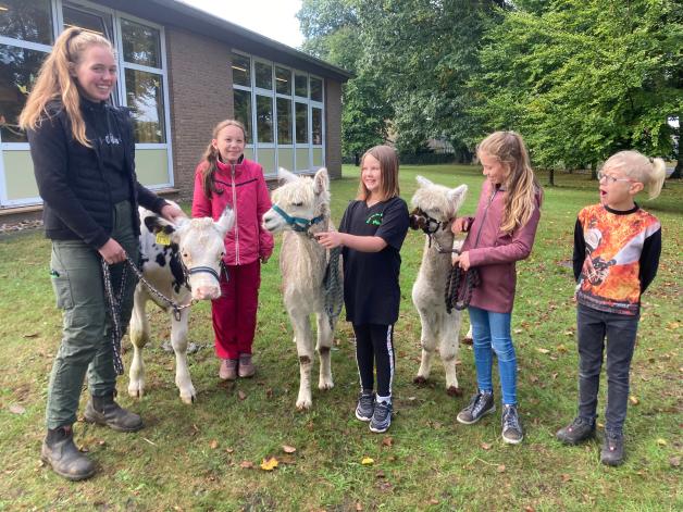 Alpakas besuchen zum Projektabschluss Grundschule Hohenlockstedt