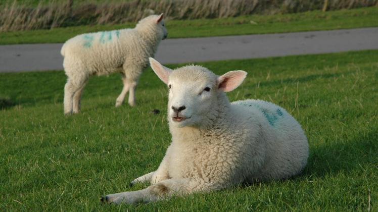 Falscher Notruf in Glückstadt: Schaf im Zaun
