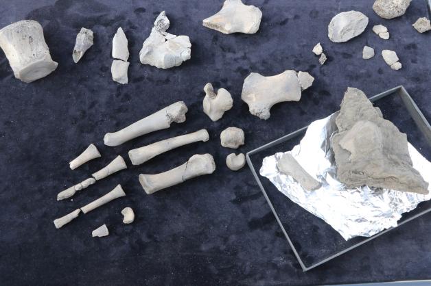 Erste Gespräche für Ausstellung der spektakulären Knochenfunde | SHZ