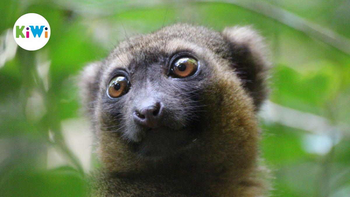 Waldzerstörung und Klimawandel: Viele Tiere ziehen auf den Boden