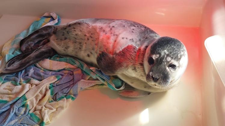 Schulklasse backt Kuchen für Robbenzentrum Wyk auf Föhr