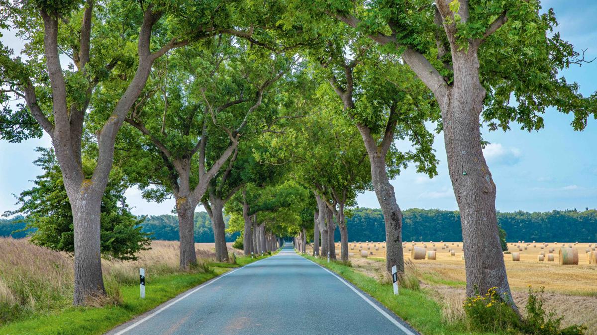 In MV wächst Deutschlands schönste Allee | SHZ