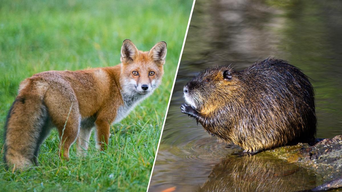 Wilde Großstadt: Füchse, Biber und Nutrias erobern Hamburg