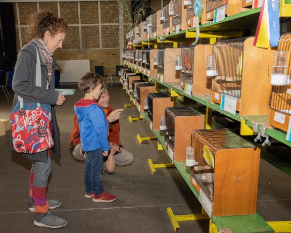 Hunderte Kanarienvögel und Papageien: So bunt war die Vogelschau in ...