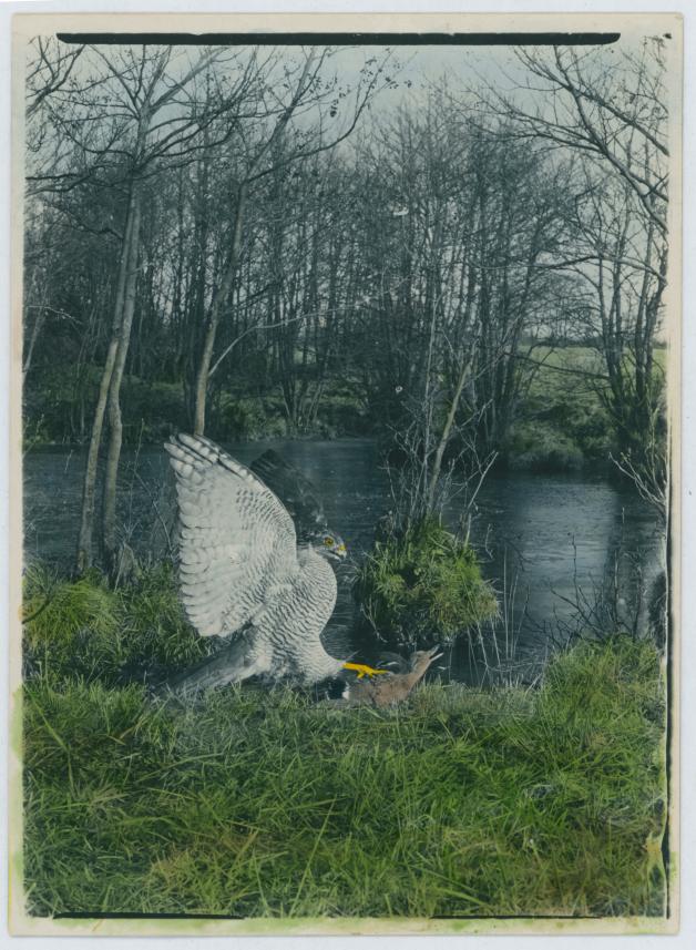 Die Fotos von Jürgen Mahrt belegen 100 Jahre Artensterben