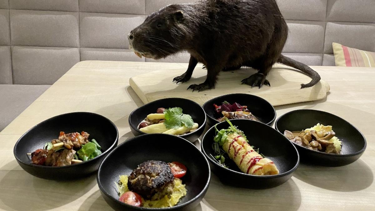 Nutria-Fleisch – eine neue Delikatesse in Ostfriesland?