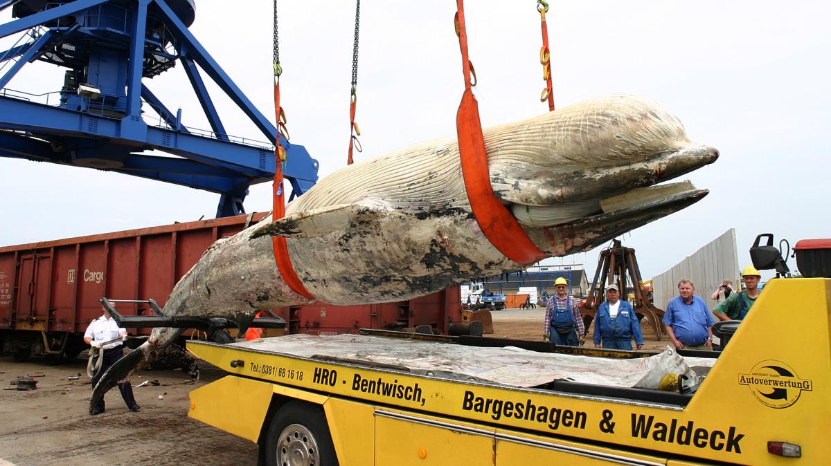 Kran zieht toten Wal bei Wismar aus der Ostsee | SVZ