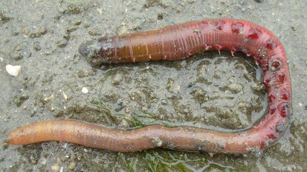 Sylt 2022:Das hilft gegen Quallen und diese Tiere sind gefährlich