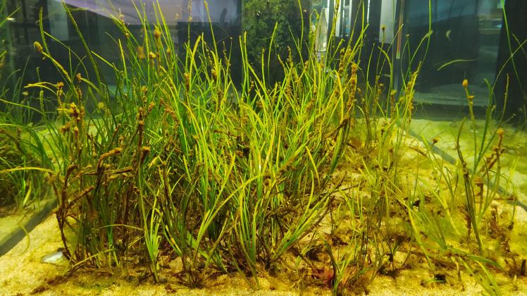 Umweltbildungsverein Eckernförde beschäftigt sich mit dem Seegras