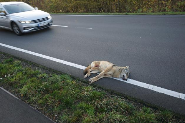 Unfall auf der B 401: Wolf wird von Auto erfasst und stirbt