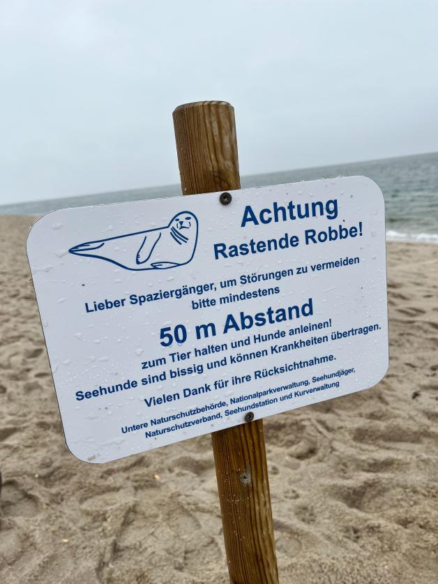 Mit Video:Junger Seehund auf Sylt erkundet Nordsee vor Westerland