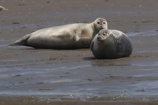 Sylt: Robben-Refugium am Ellenbogen bleibt bis Januar gesperrt