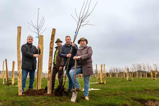 630 alte Obstbäume in Rendswühren gepflanzt