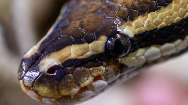 Walchum: Feuerwehreinsatz wegen Python an Hasselbergstraße