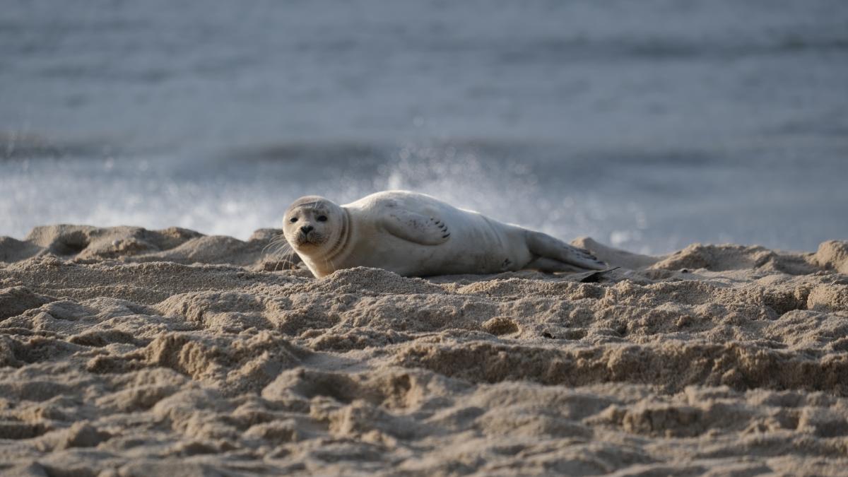 Mit Video:Junger Seehund auf Sylt erkundet Nordsee vor Westerland