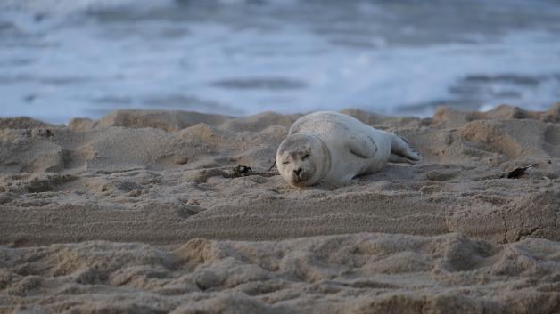 Westerland auf Sylt: Seehund sorgt für staunende Spaziergänger.