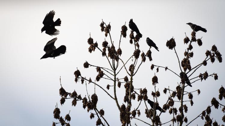 Uhu soll in Kellinghusen die Krähen vertreiben