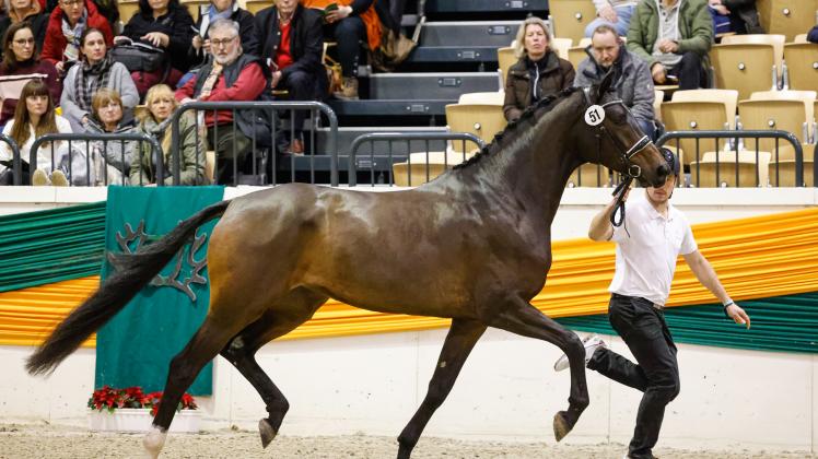 Trakehner Hengstmarkt 2022 in Neumünster