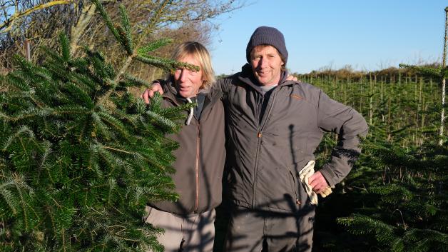 Weihnachtsbäume von Sylt: Thomas Urmersbach macht’s möglich