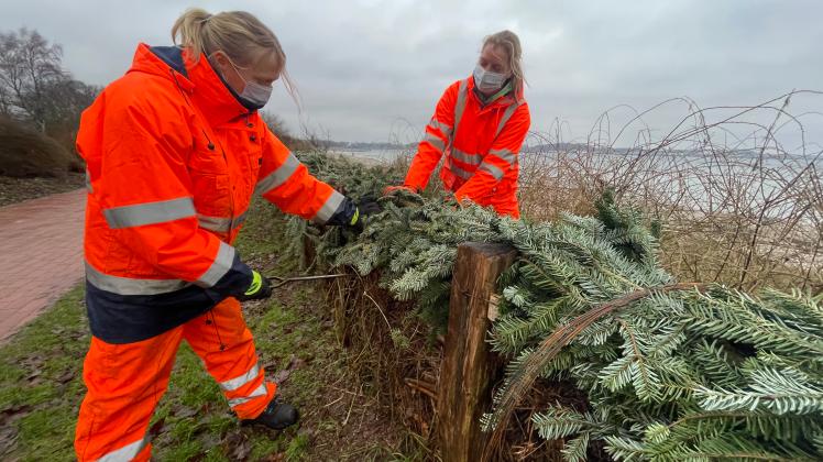Stadtgärtnerei hat zu viel zu tun: Wie die Faschinen erhalten?