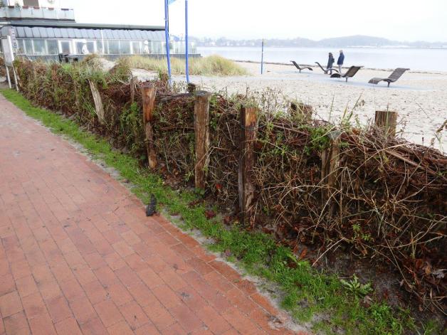 Stadtgärtnerei hat zu viel zu tun: Wie die Faschinen erhalten? | SHZ