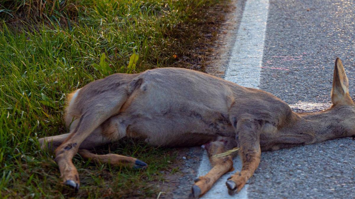 Totes Reh als Falle? Brutaler Angriff auf Frau bei Stapelfeld