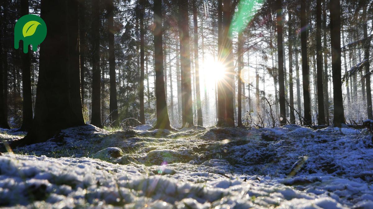 Waldumbau in SH: Forstexpertin sieht historisch gute Chance