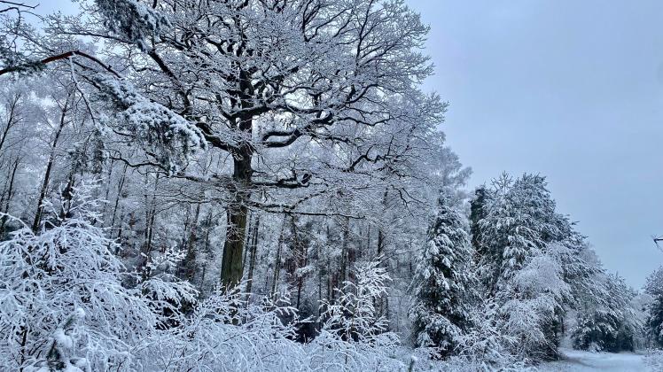 Leserfoto zeigt Wald bei Glave im dichten Schnee | SVZ