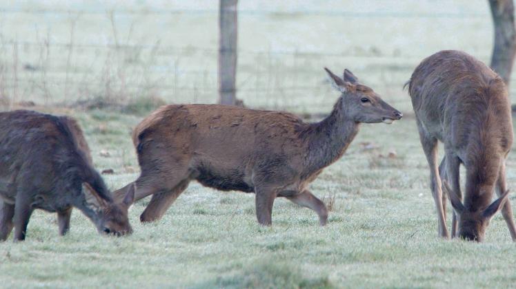 Rotwild-Inzucht: Jäger fordern Bio-Korridore im Kreis Pinneberg