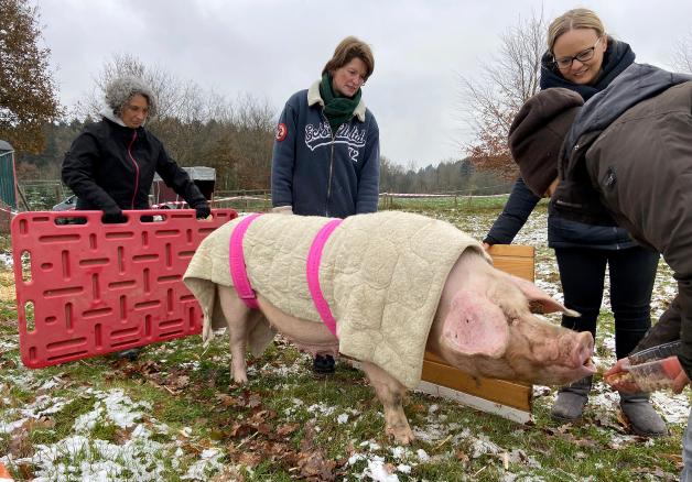 Neuzugänge im Schweineseniorenheim in Bokelrehm