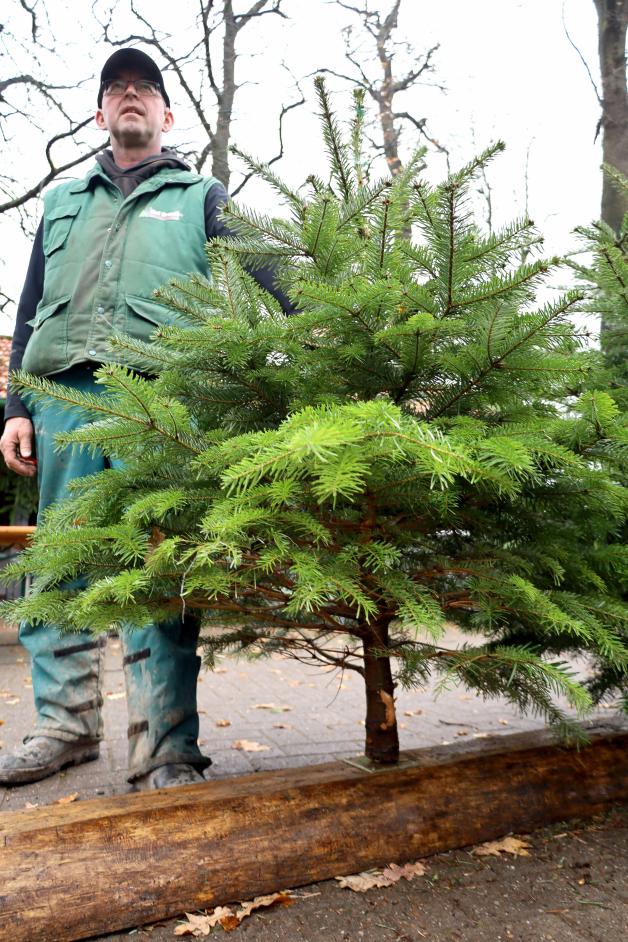 Weihnachten: Zehn hässliche Tannenbäume in und um Osnabrück