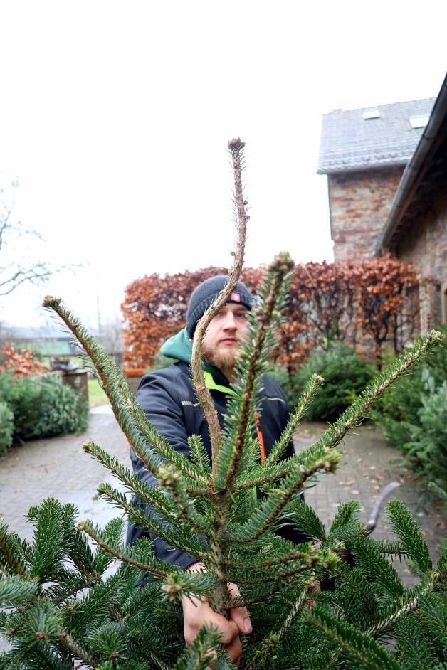 Weihnachten: Zehn hässliche Tannenbäume in und um Osnabrück