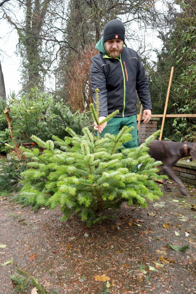 Weihnachten: Zehn hässliche Tannenbäume in und um Osnabrück