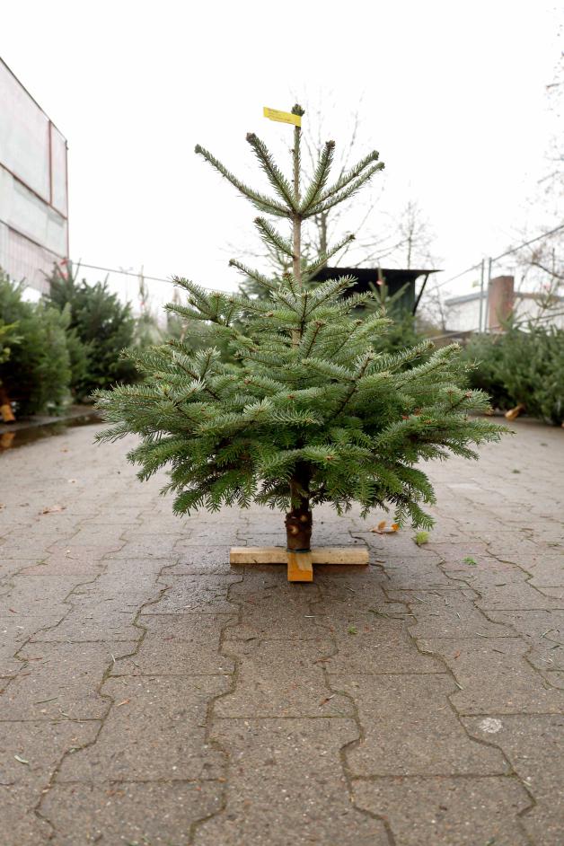 Weihnachten: Zehn hässliche Tannenbäume in und um Osnabrück