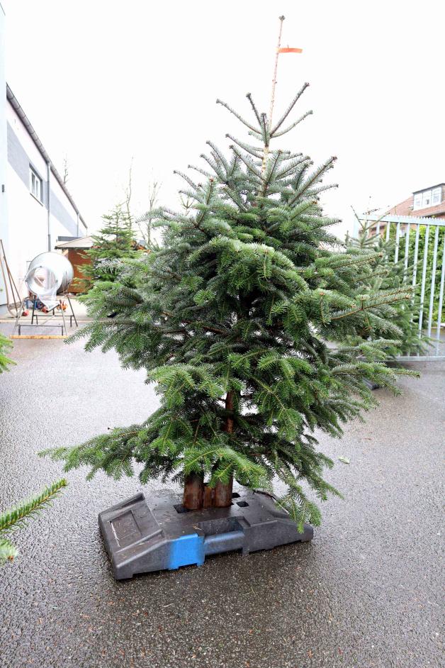 Weihnachten: Zehn hässliche Tannenbäume in und um Osnabrück