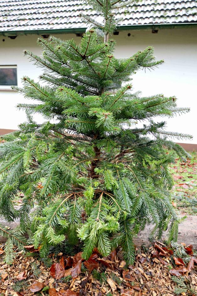 Weihnachten: Zehn hässliche Tannenbäume in und um Osnabrück