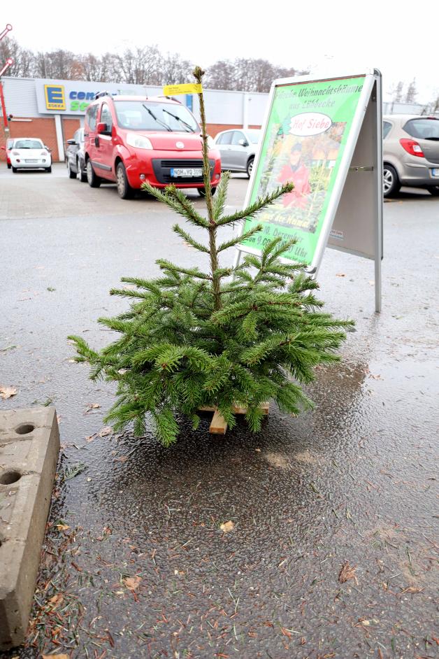 Weihnachten: Zehn hässliche Tannenbäume in und um Osnabrück