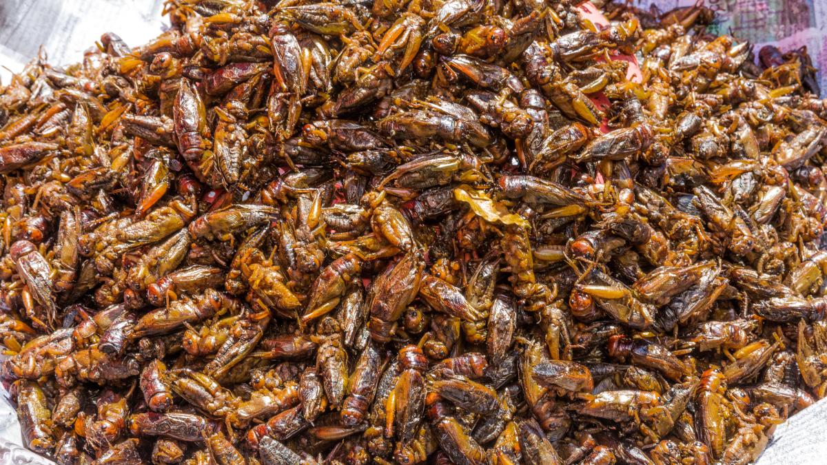 Grillen in der EU zugelassen: 3 Rezeptideen mit Insekten