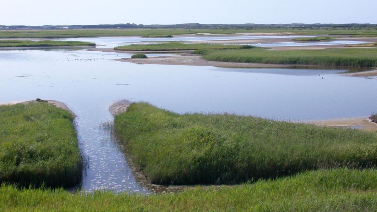 So wird das artenreichste Naturschutzgebiet auf Sylt gepflegt