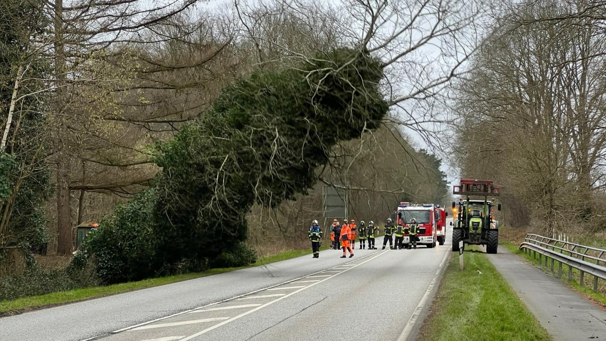 Sturm: Baum droht bei Wasbek auf die B430 zu kippen