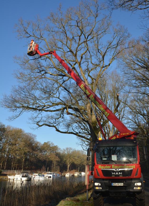 Baumpflege an der L40 in Lingen: Verkehrssicherheit im Blick