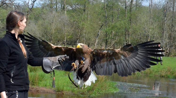 Flugprogramm: Greife fliegen wieder im Wildpark Eekholt